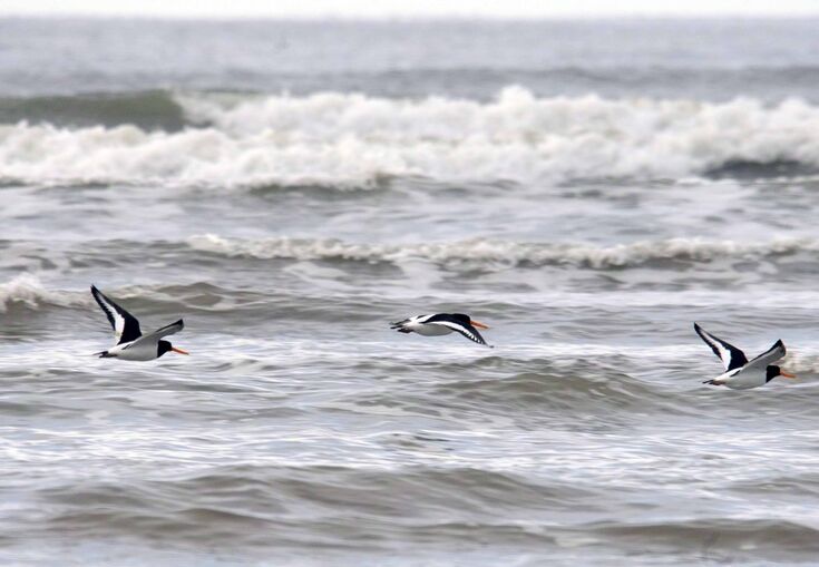 Identify waders | The Wildlife Trusts