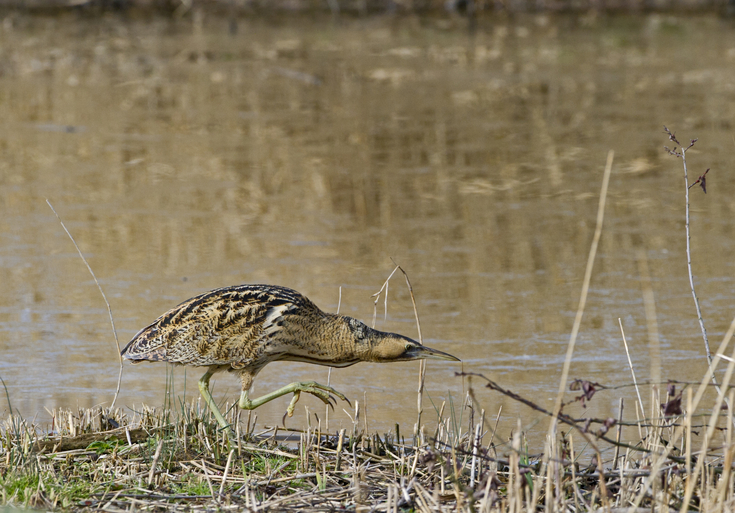 Bitterns | The Wildlife Trusts
