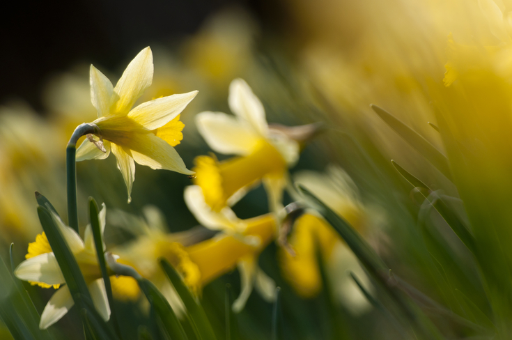 Wild daffodils | The Wildlife Trusts