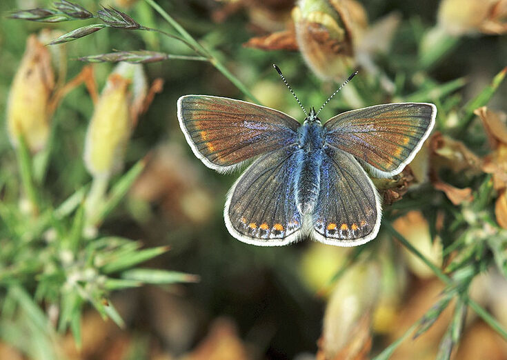 Blue butterflies | The Wildlife Trusts