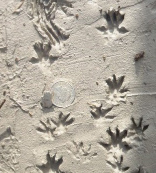 Water voles | The Wildlife Trusts