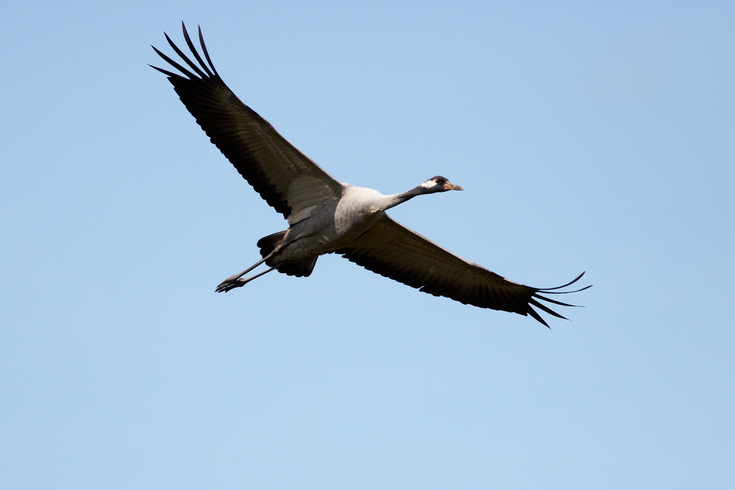 Where to see common cranes | The Wildlife Trusts