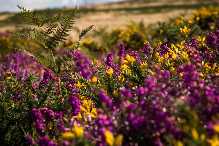 Heather | The Wildlife Trusts