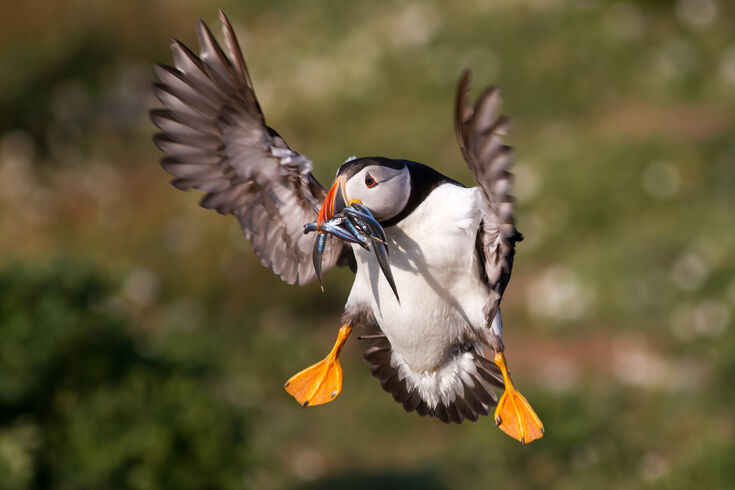 Where to see puffins | The Wildlife Trusts