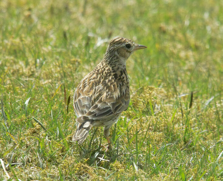 Where to see skylarks | The Wildlife Trusts