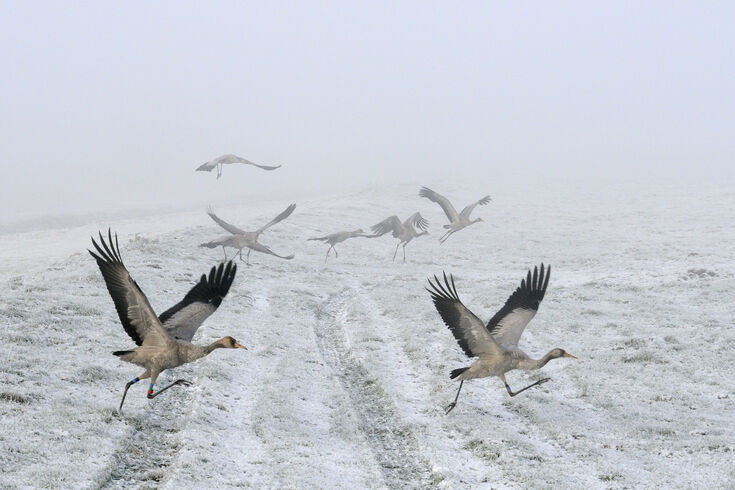 Where to see common cranes | The Wildlife Trusts