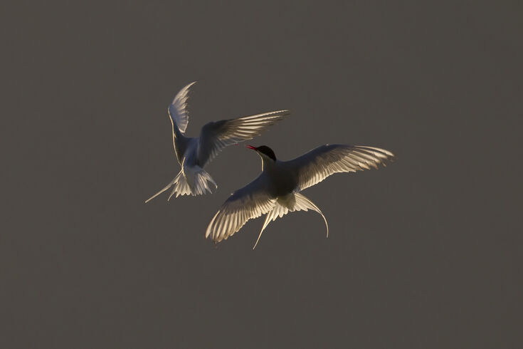 Terns | The Wildlife Trusts