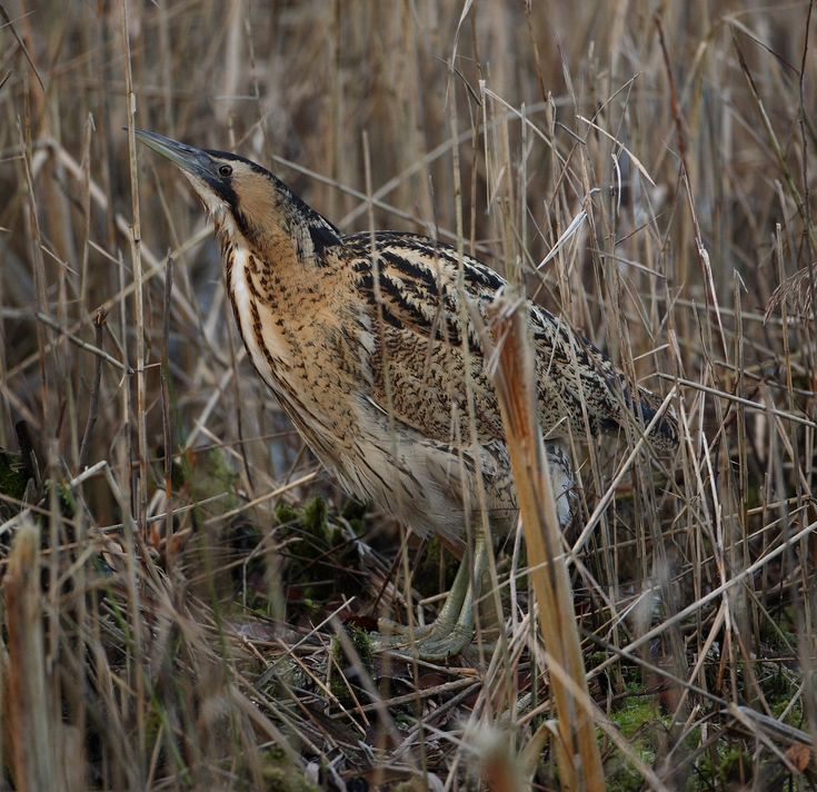 Bitterns | The Wildlife Trusts