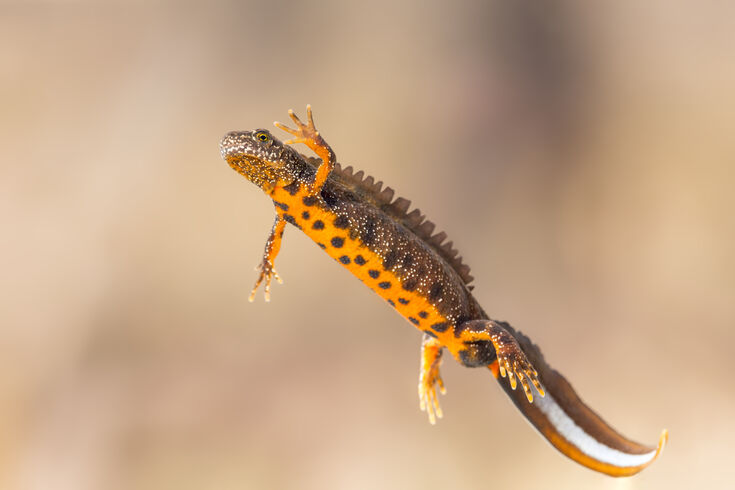 Newts | The Wildlife Trusts
