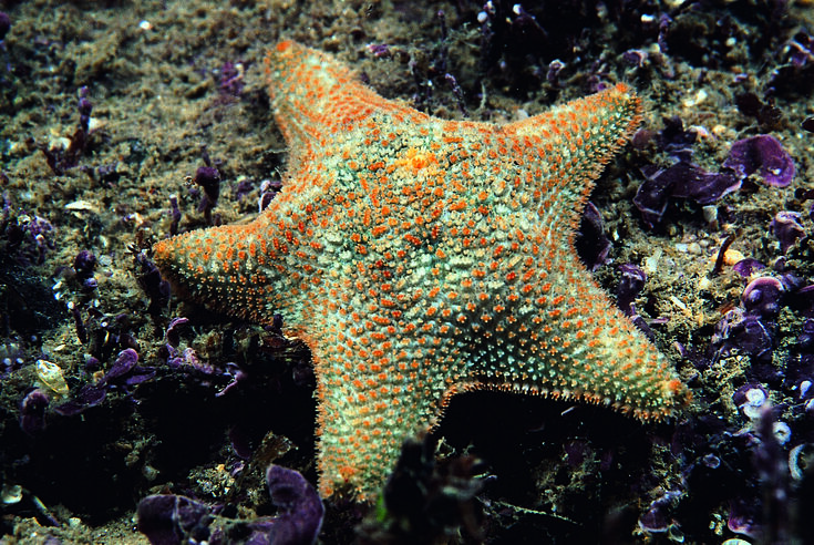 Cushion star | The Wildlife Trusts
