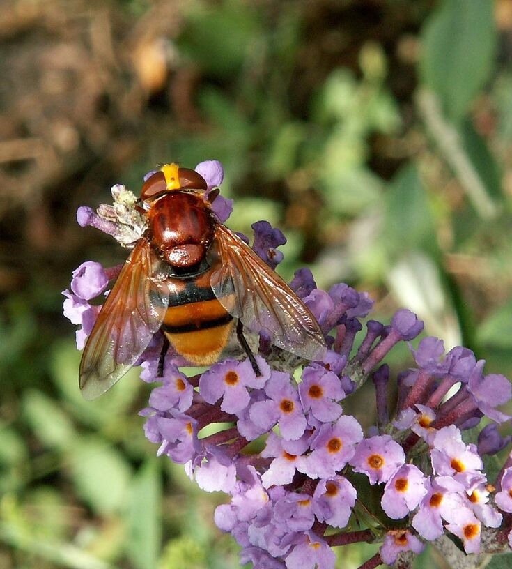 Hornet mimic hoverfly | The Wildlife Trusts