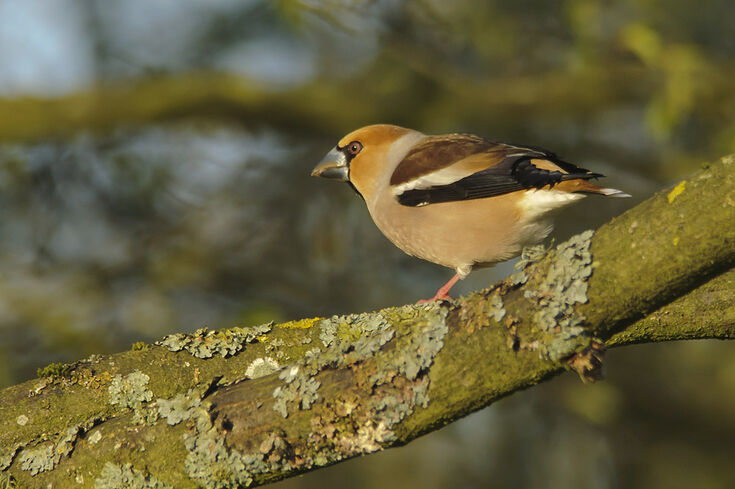 Where to see a hawfinch | The Wildlife Trusts