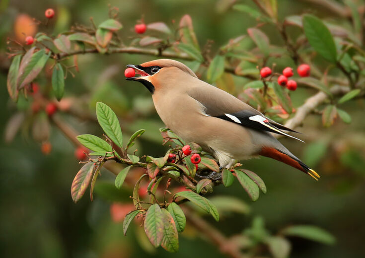 Where to see waxwings | The Wildlife Trusts