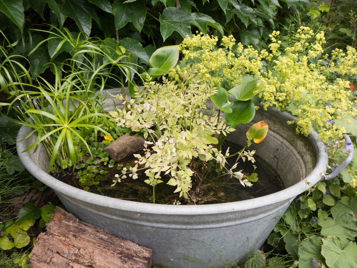 How to create a mini pond | The Wildlife Trusts