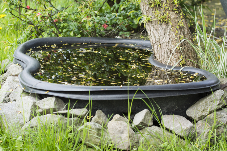How to create a mini pond | The Wildlife Trusts