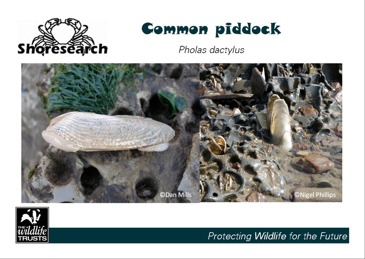 Shoresearch | The Wildlife Trusts