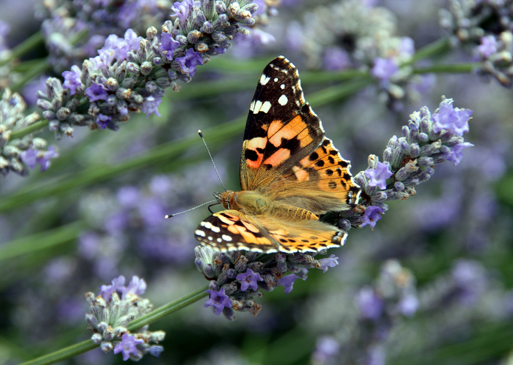 Identify British butterflies | The Wildlife Trusts