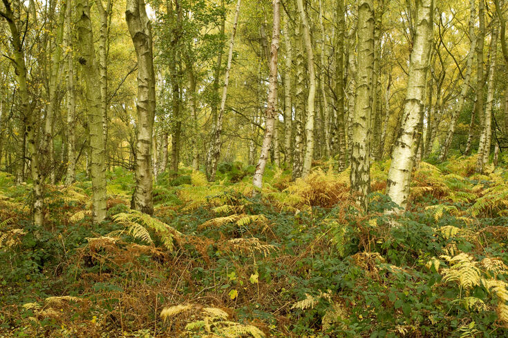 Natural solutions to climate change: woodlands | The Wildlife Trusts