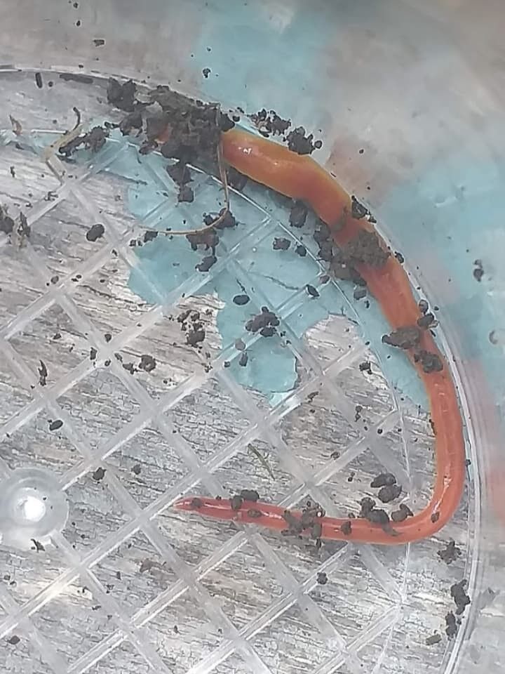 Planaria | The Wildlife Trusts