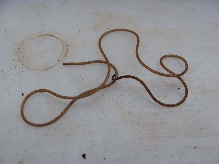 Horsehair worm | The Wildlife Trusts