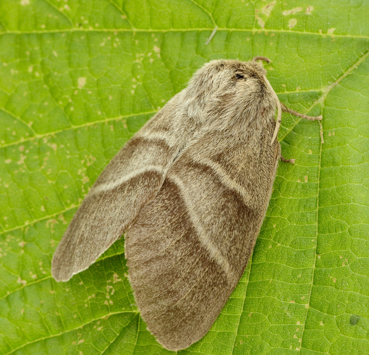 Fox moth | The Wildlife Trusts