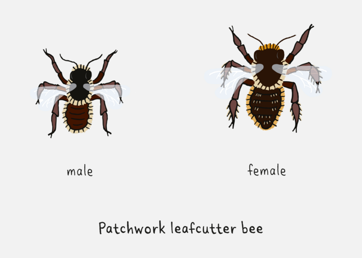 Identify solitary bees in the UK | The Wildlife Trusts