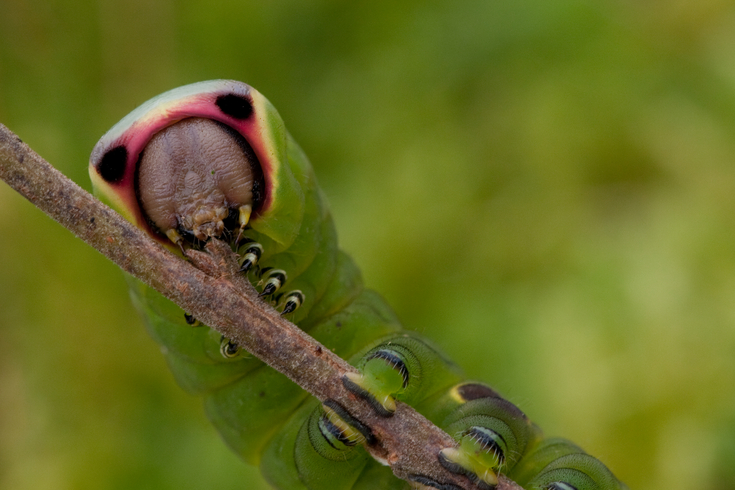 Identify caterpillars | The Wildlife Trusts