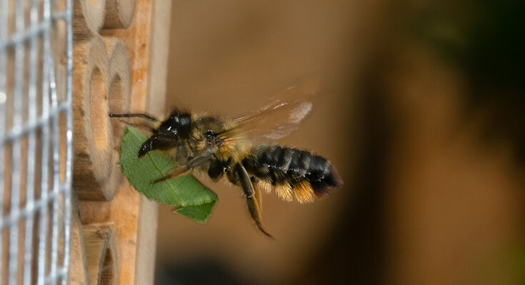 Identify solitary bees in the UK | The Wildlife Trusts