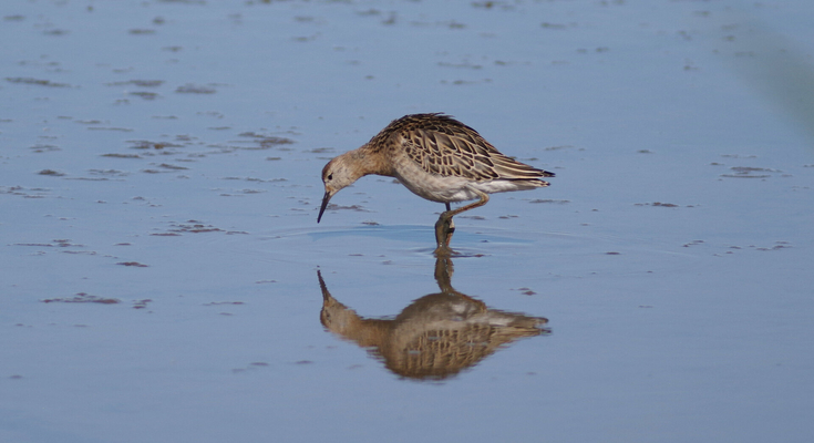 Identify waders | The Wildlife Trusts