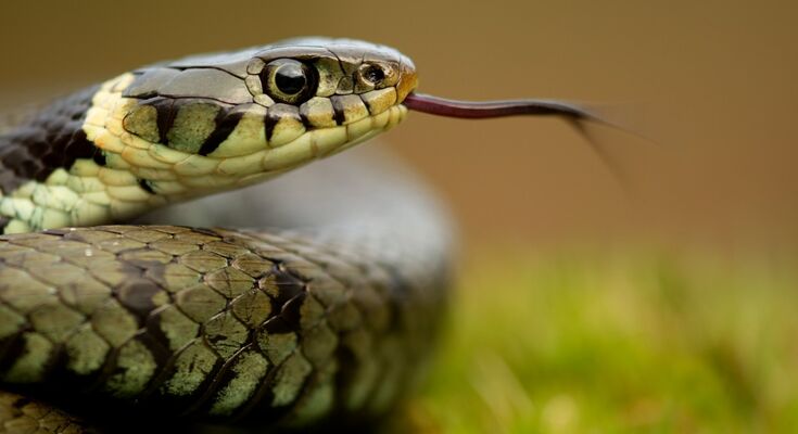 Identify UK snakes | The Wildlife Trusts