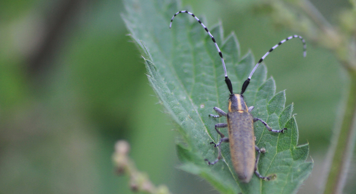 Identify beetles | The Wildlife Trusts