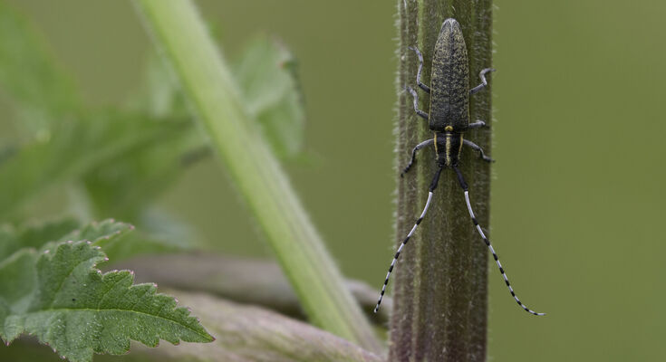 Identify beetles | The Wildlife Trusts
