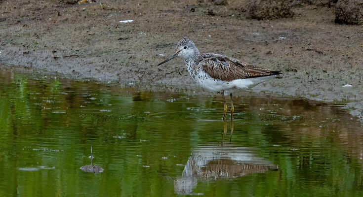 Identify waders | The Wildlife Trusts