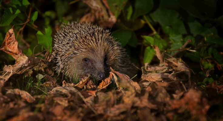 How to check your bonfire for hedgehogs | The Wildlife Trusts