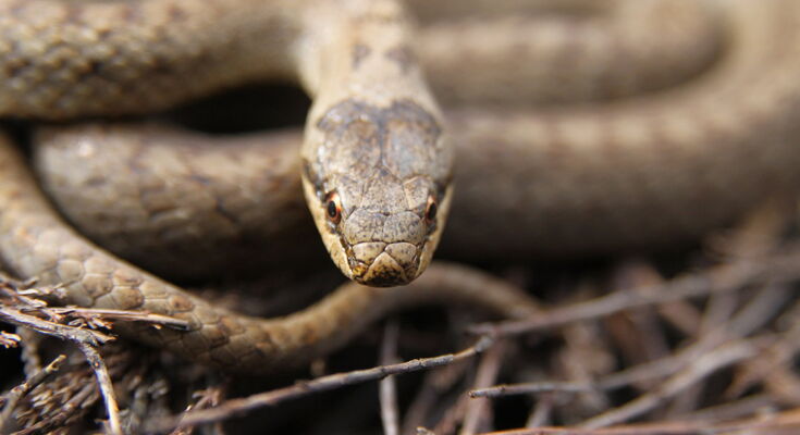 Identify UK snakes | The Wildlife Trusts