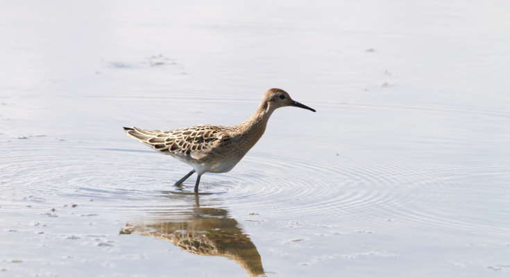 Wading into autumn | The Wildlife Trusts
