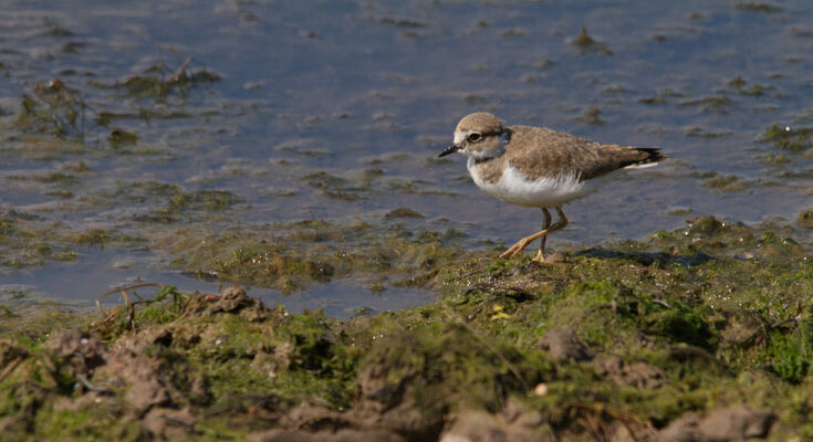 Identify waders | The Wildlife Trusts