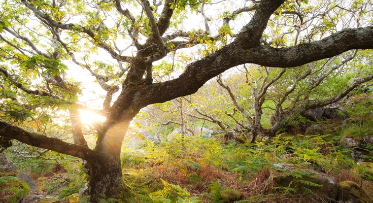 Ancient and unusual trees | The Wildlife Trusts