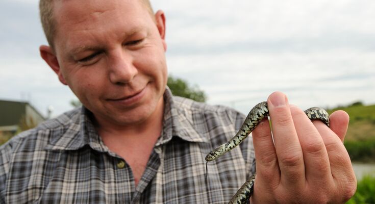 Identify UK snakes | The Wildlife Trusts