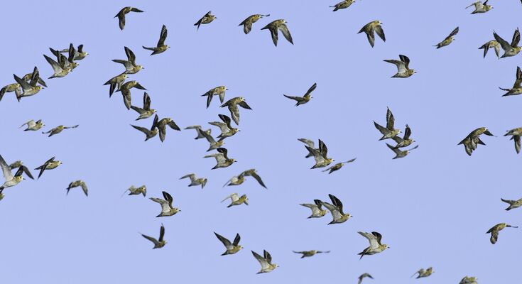 Identify waders | The Wildlife Trusts