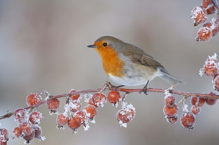 Festive myths and folklore | The Wildlife Trusts