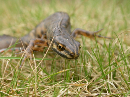 Newts | The Wildlife Trusts