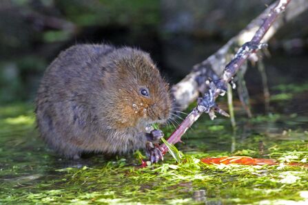 The water vole | The Wildlife Trusts