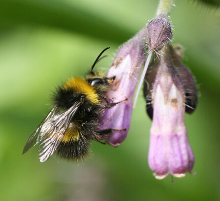 Save bees and pollinators | The Wildlife Trusts