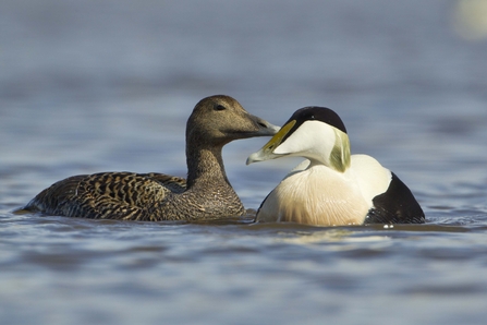 How to identify diving ducks | The Wildlife Trusts