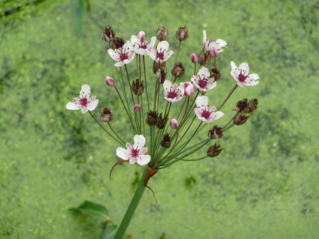 Flowering rush | The Wildlife Trusts
