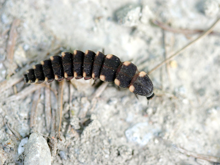Where to see glow-worms | The Wildlife Trusts