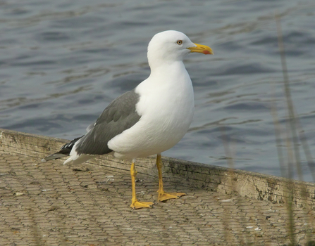 Identify gulls | The Wildlife Trusts
