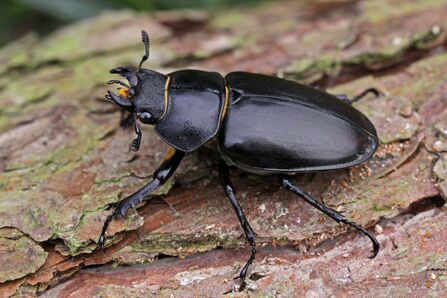 flying beetle identification uk
