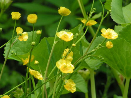 Lesser spearwort | The Wildlife Trusts